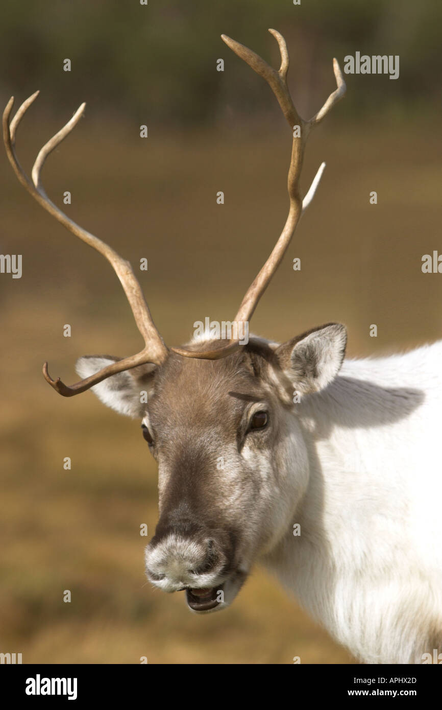 A reindeer with attitude Stock Photo - Alamy