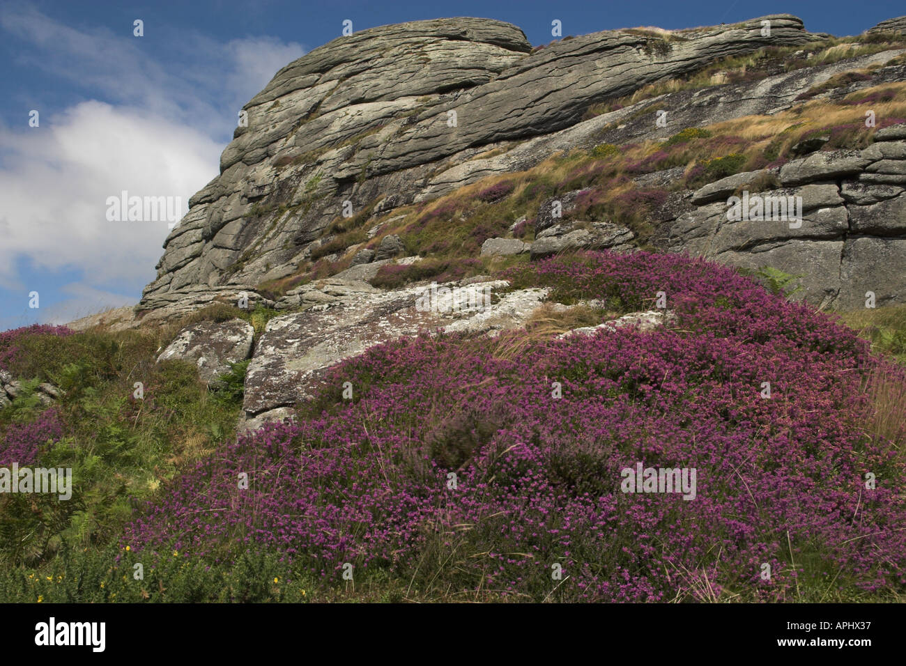 A view of Haytor Rock, Dartmoor National park, England in August, with ...