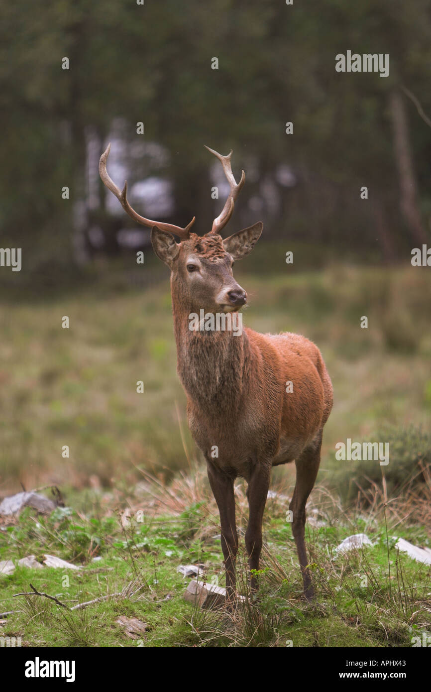 Rutting red deer stags in scotland hi-res stock photography and images ...