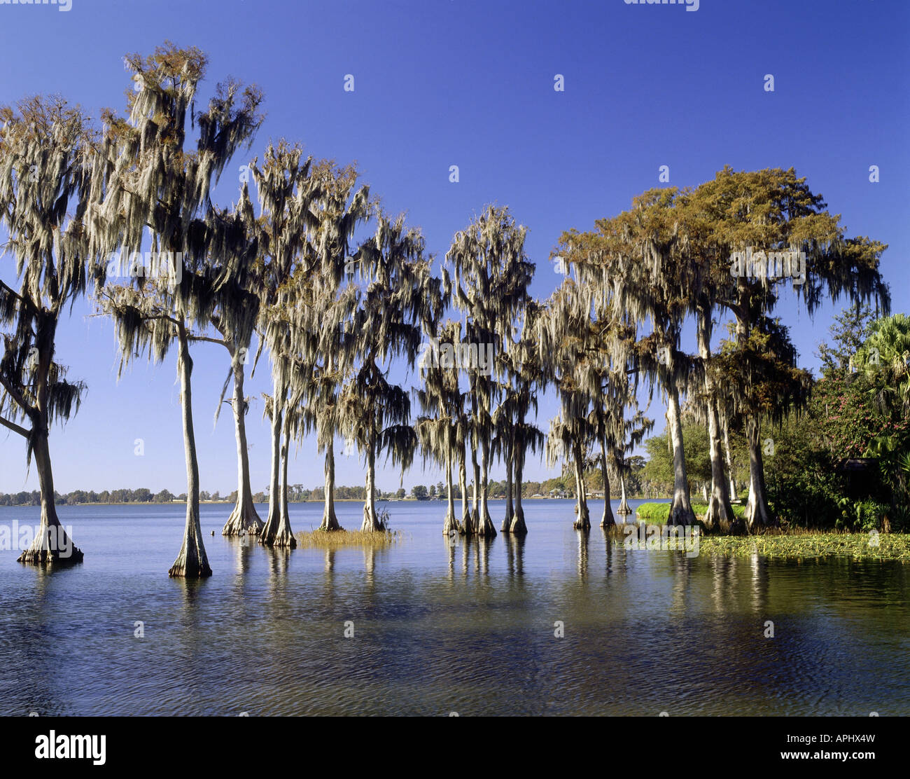Florida cypress gardens hi-res stock photography and images - Alamy