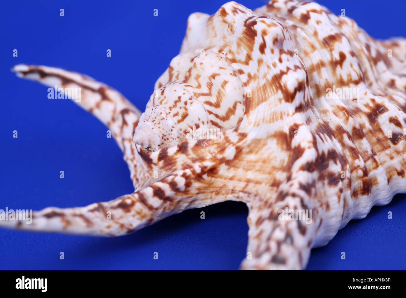 Spider shell hi-res stock photography and images - Alamy