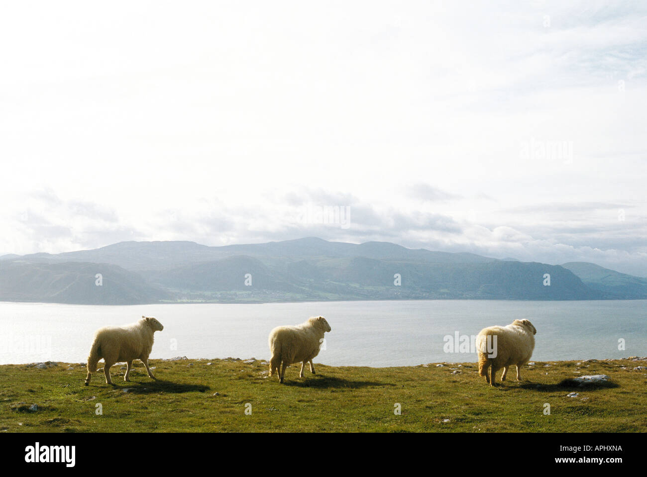 Sheep in a coastal field looking towards Dwygydylchi from the Great Orme Llandudno Conwy Stock ...