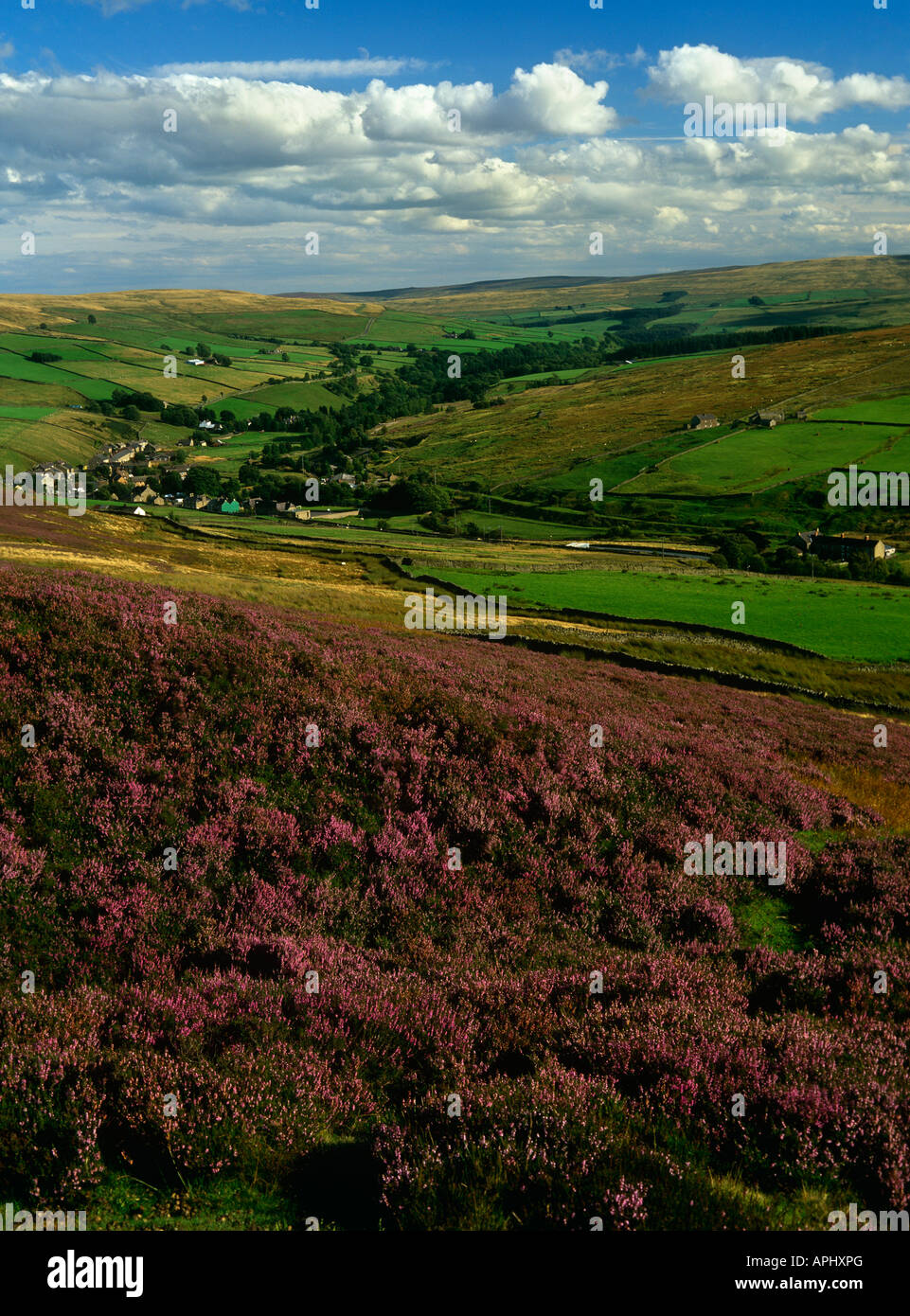 Summer heather moors in full bloom above Rookhope, Weardale, County ...