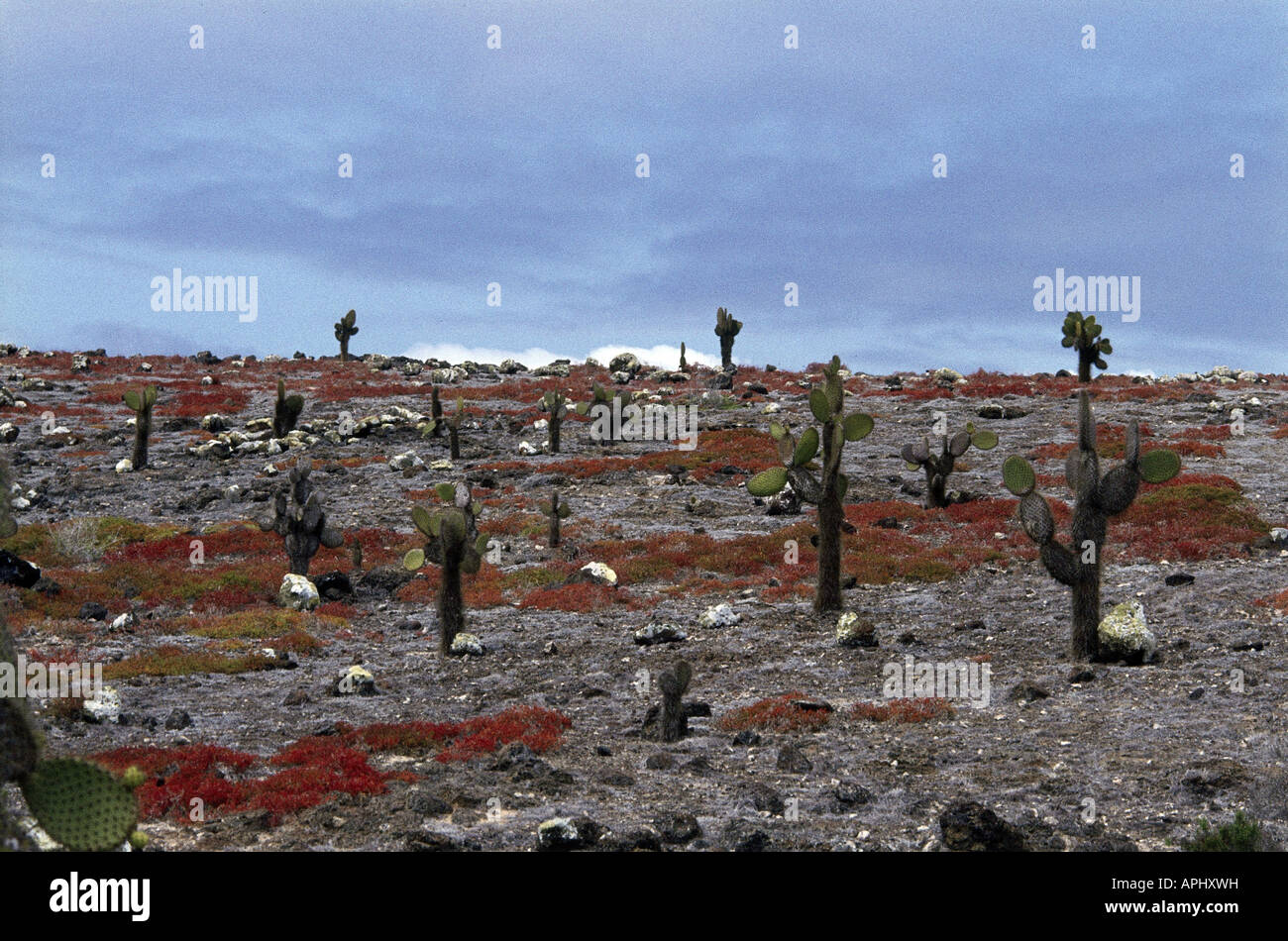 geography / travel, Ecuador, Glapagos Islands, landscapes, cactus ...