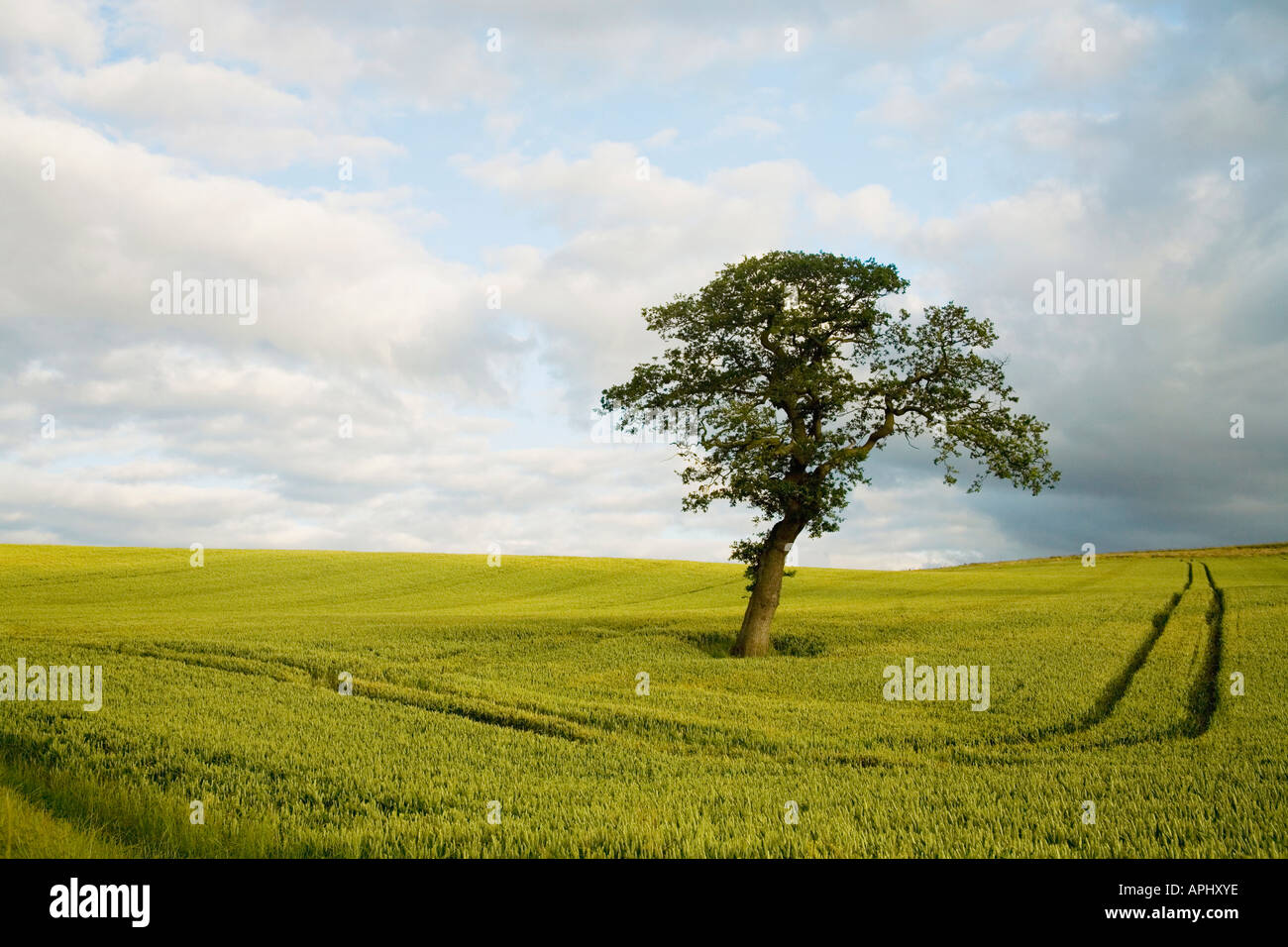 Oak tree summer britain High Resolution Stock Photography and Images ...