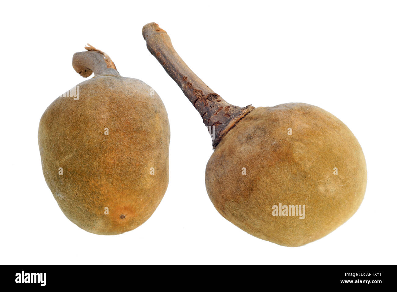 baobab monkey bread monkey tamarind Adansonia digitata fruits Stock ...