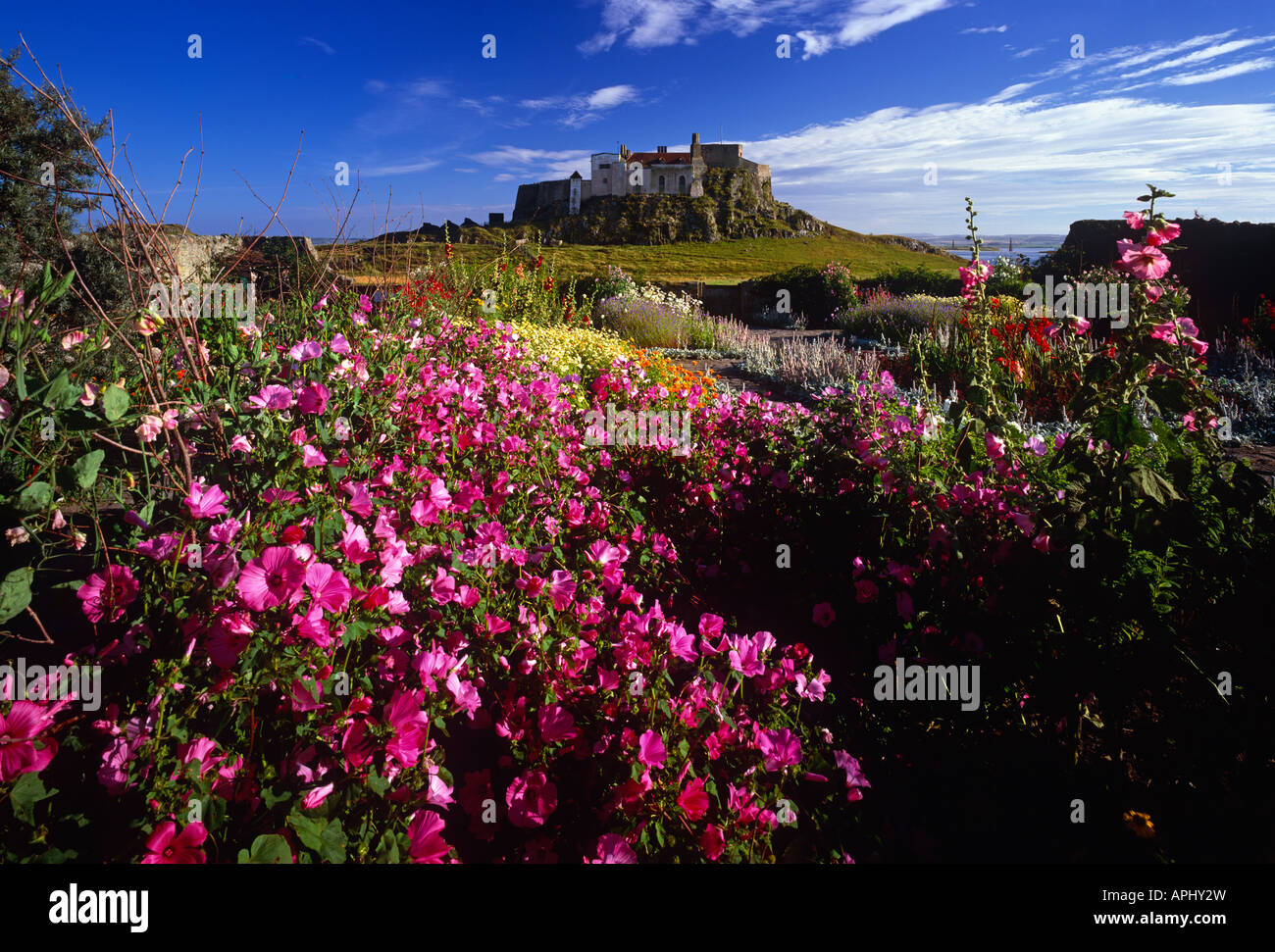 Summer view of Lindisfarne Castle and Lindisfarne Walled Garden ...