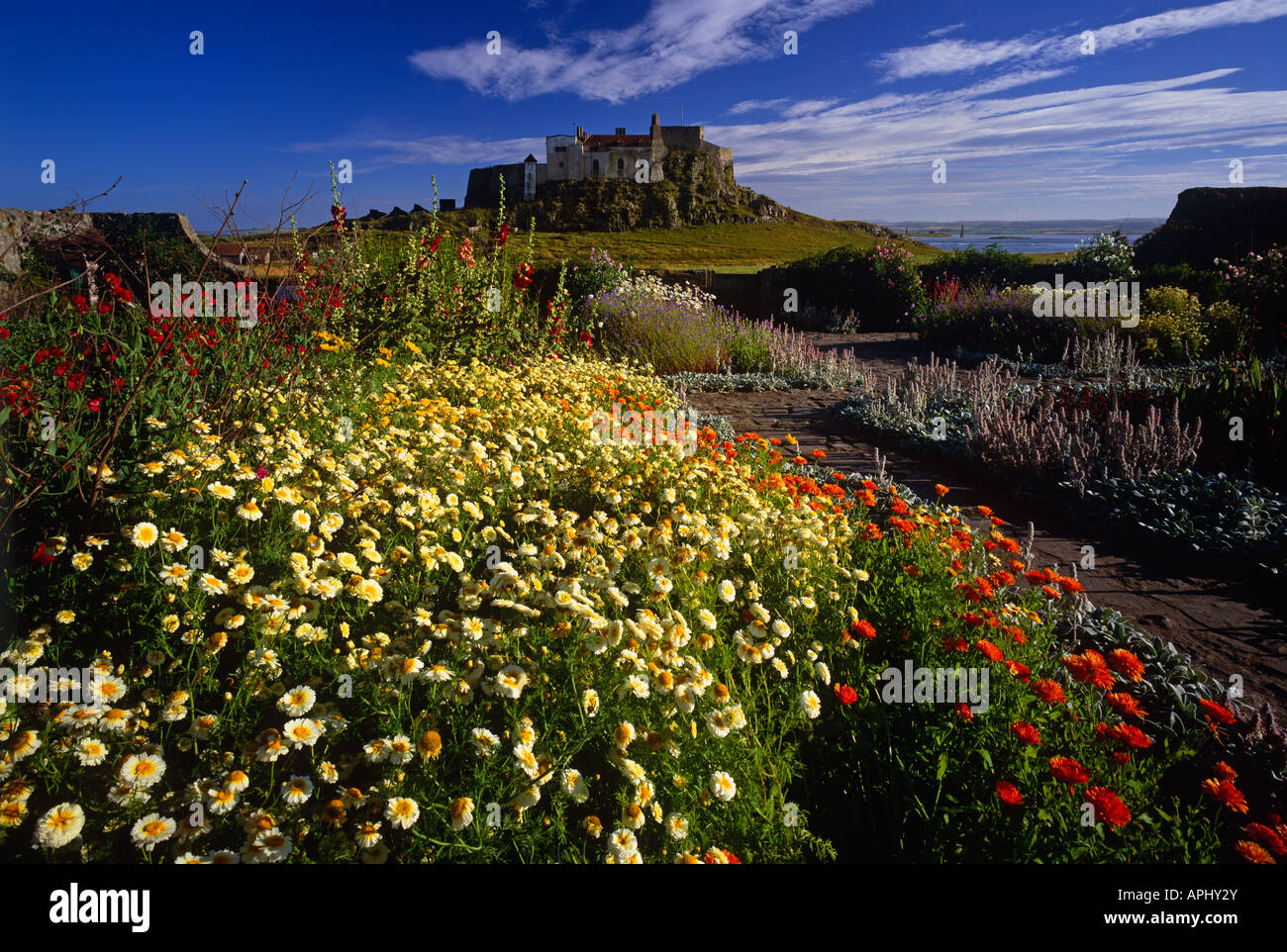 Summer view of Lindisfarne Castle and Lindisfarne Walled Garden ...