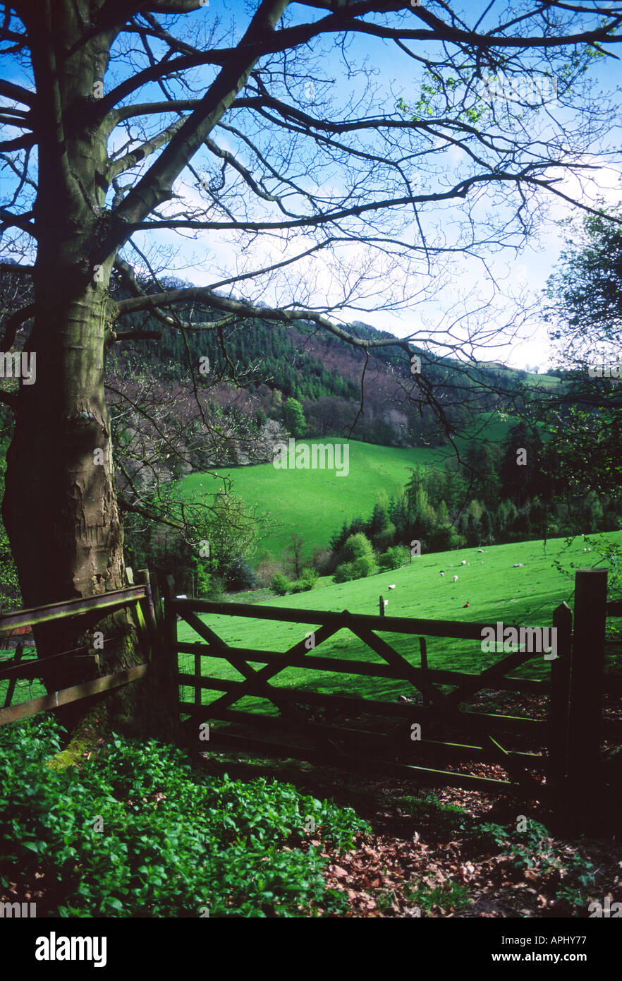 Spring in the Berwyn Mountains Stock Photo - Alamy
