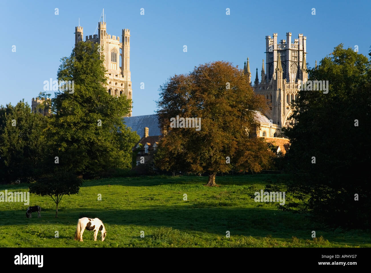 "Ely Cathedral" ponies grazing in paddock in early morning light in ...