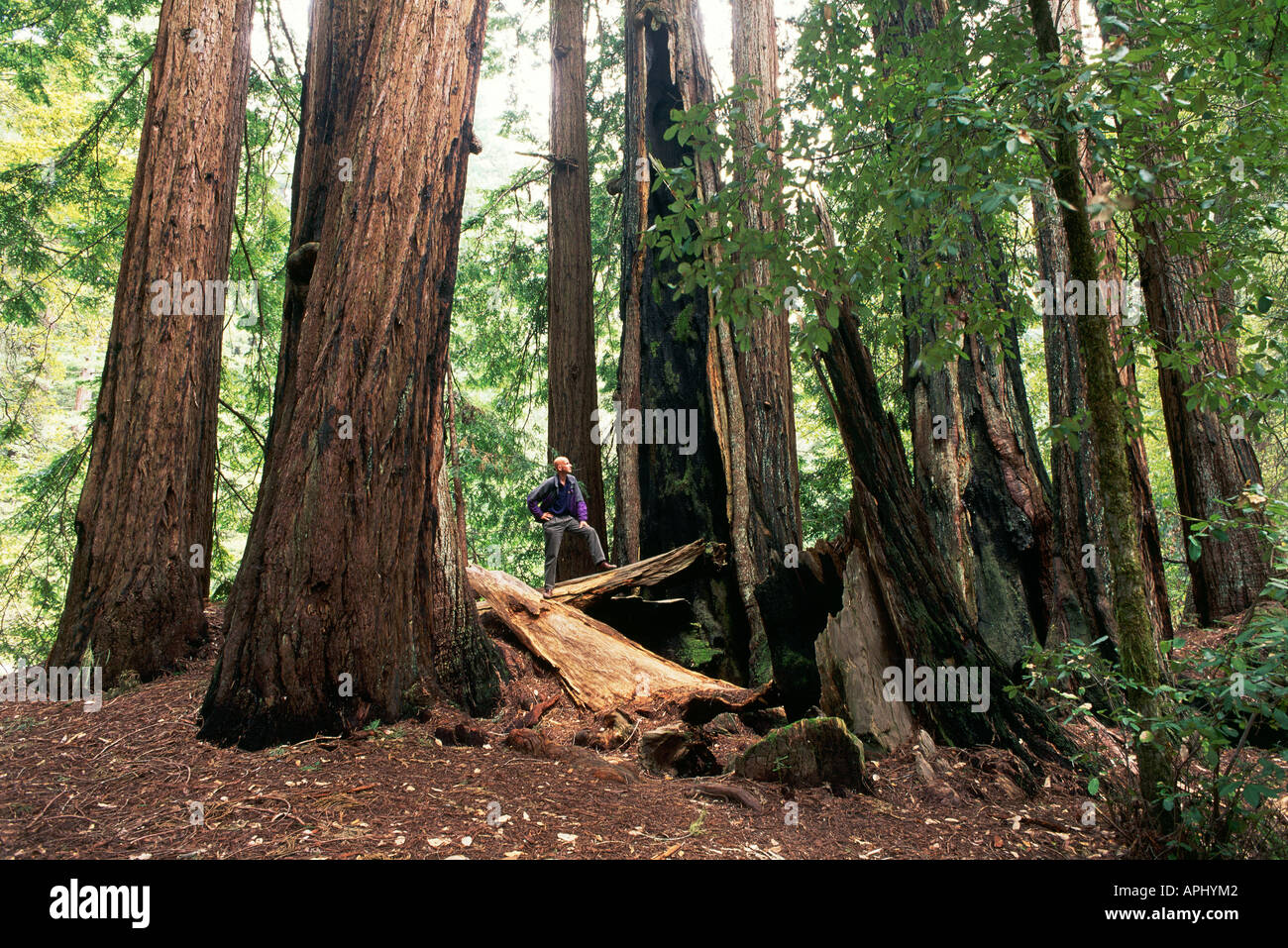 A woodsman surveying the damage done by a fallen bough from one of the ...