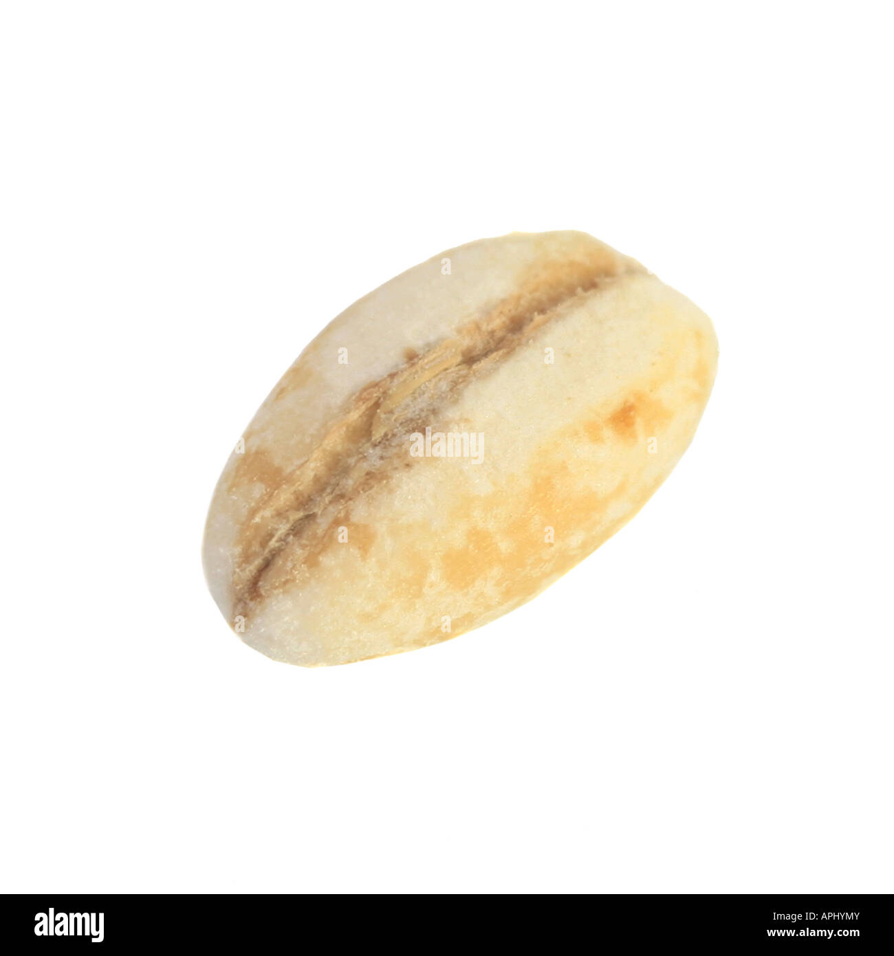 common barley six-rowed barley Hordeum vulgare pot barley single korn ...