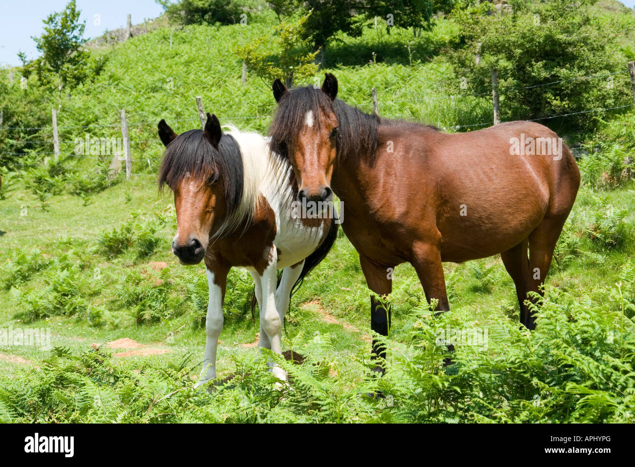 Pottok pony horse pottoks pony horses pottoka hi-res stock photography ...