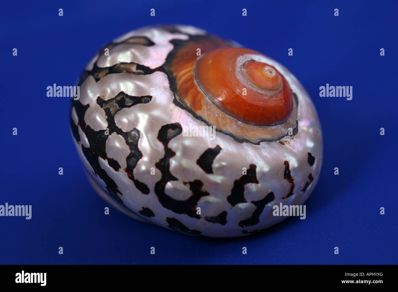 Seashell patterns Cut Out Stock Images & Pictures - Alamy
