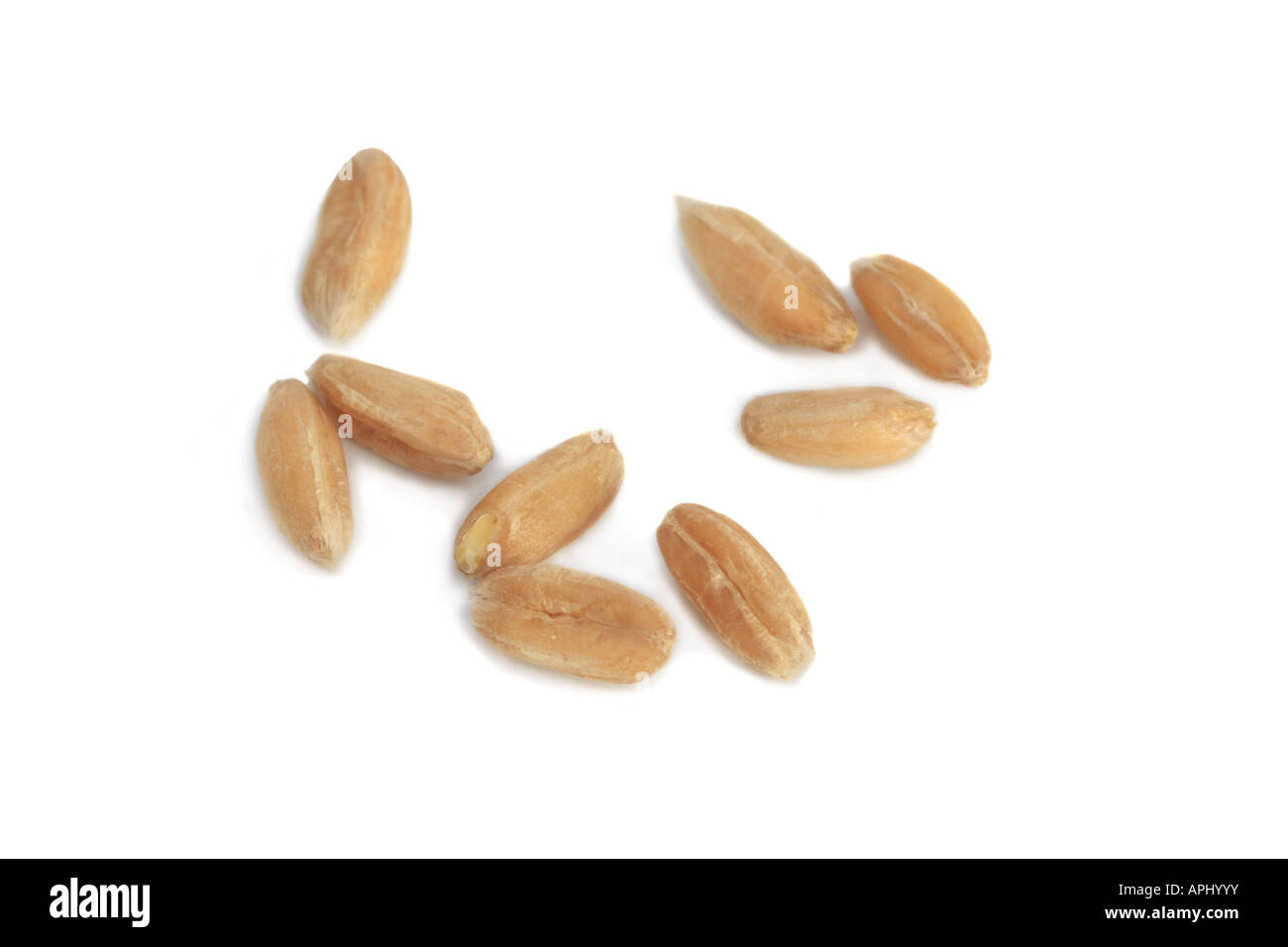 spelt wheat Triticum spelta single grains Stock Photo - Alamy