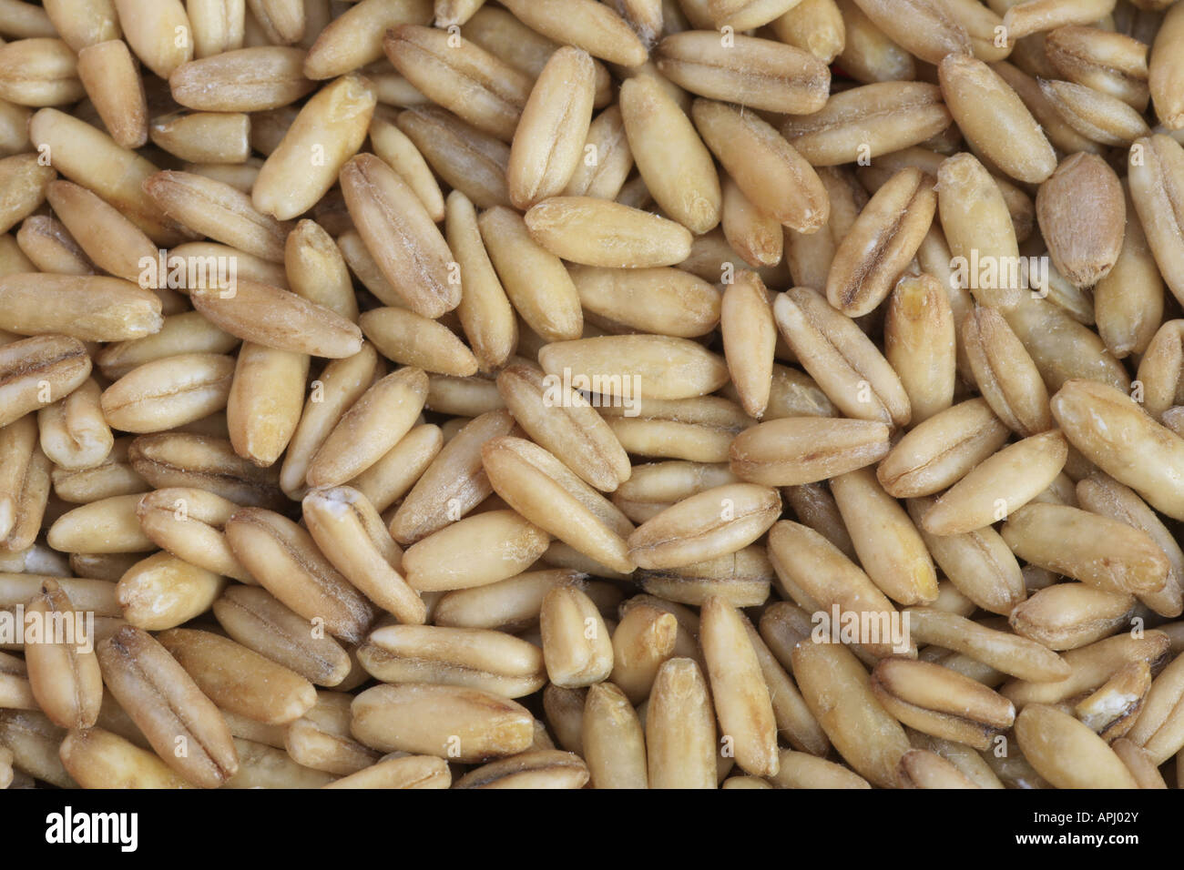 cultivated oat common oat Avena sativa peeled grains Stock Photo - Alamy