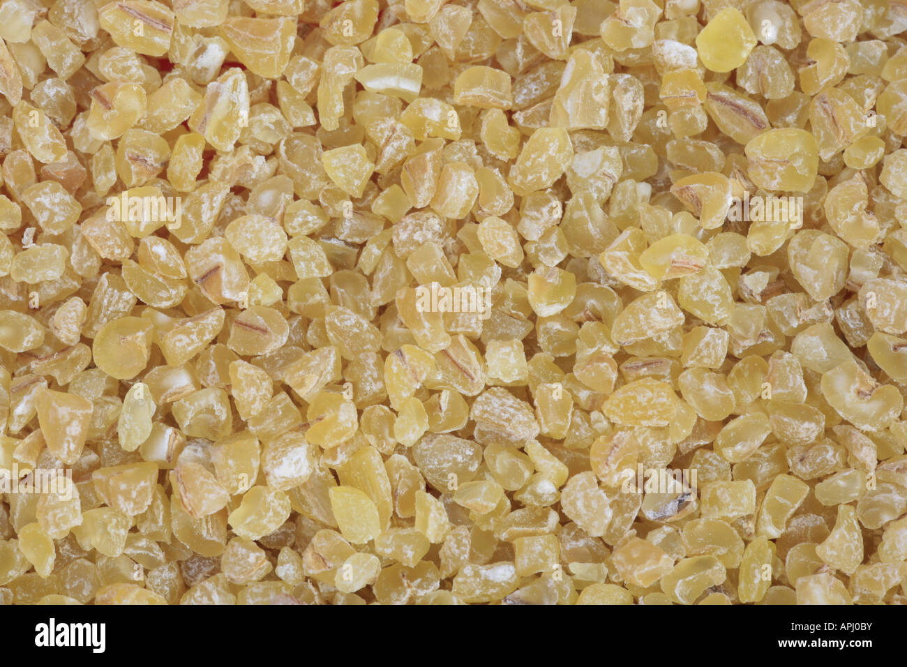 Durum Wheat Triticum turgidum ssp. durum Triticum durum Bulgur Wheat ...