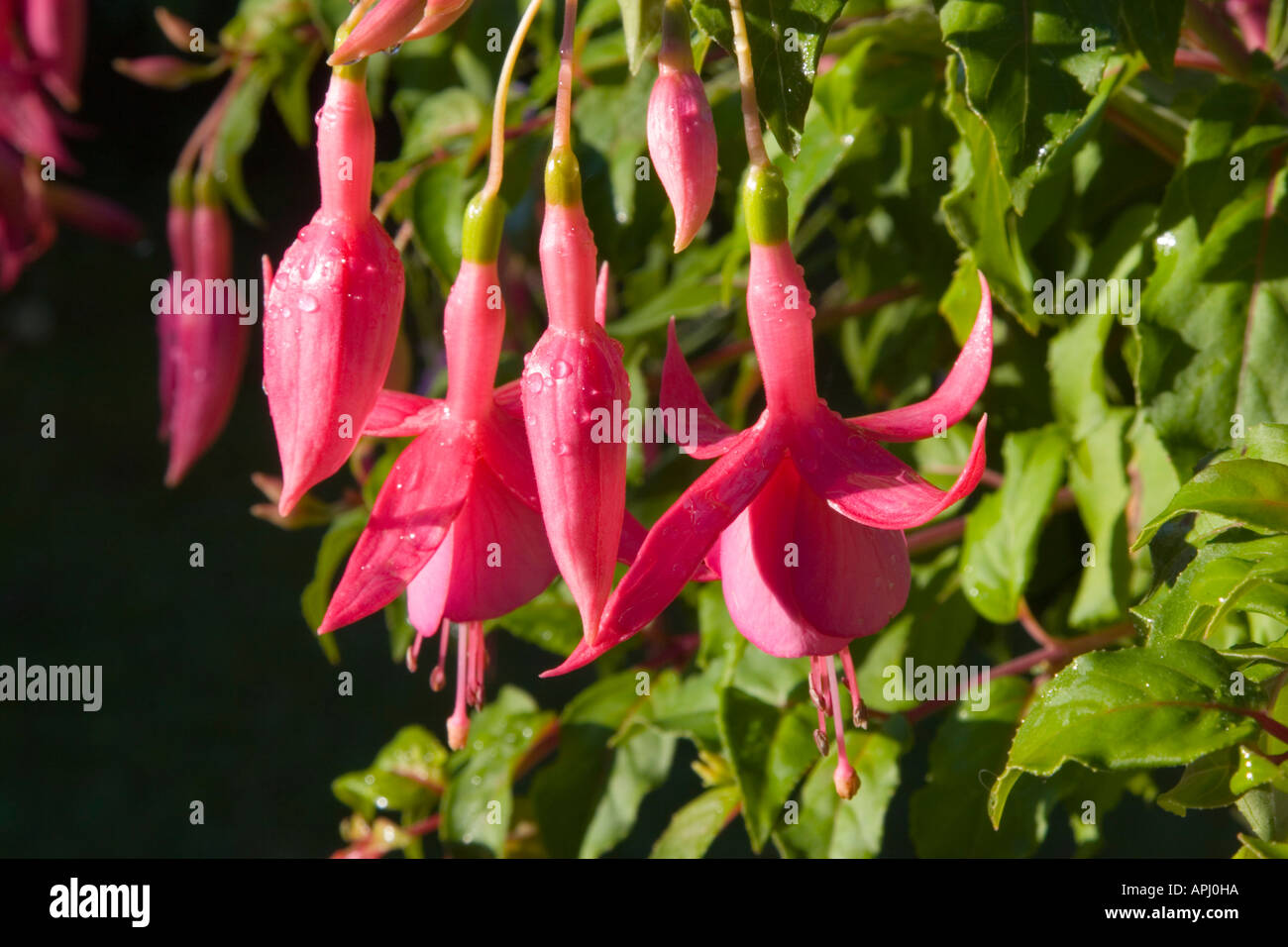 Fuschias hi-res stock photography and images - Alamy
