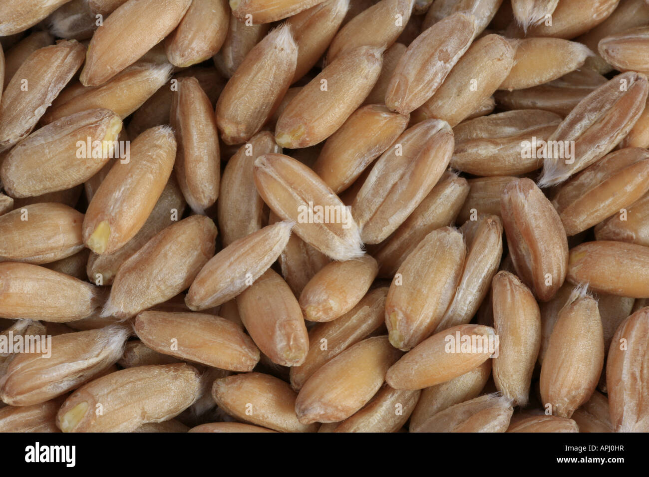 spelt wheat Triticum spelta grains Stock Photo - Alamy