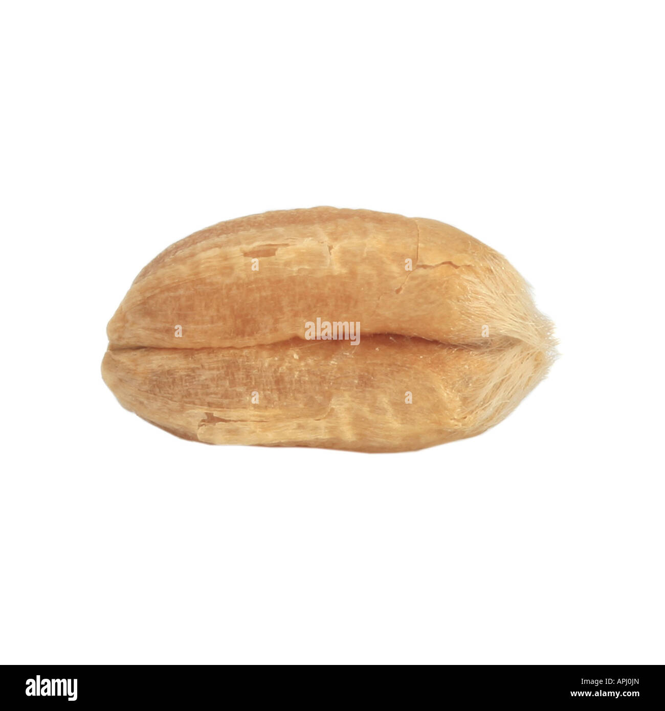 bread wheat cultivated wheat Triticum aestivum single grain Stock Photo ...