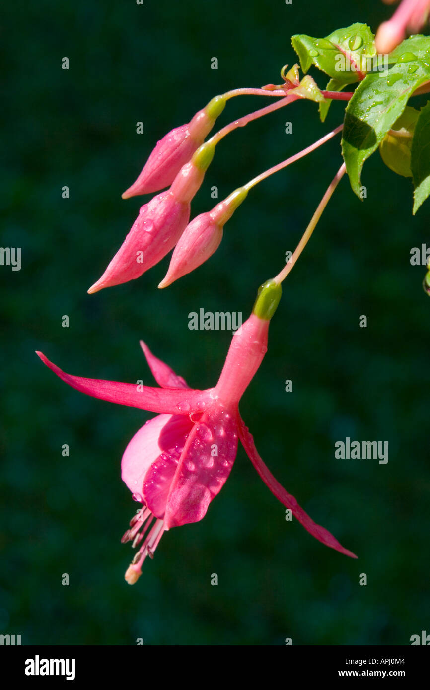 Fuschias Stock Photos & Fuschias Stock Images - Alamy