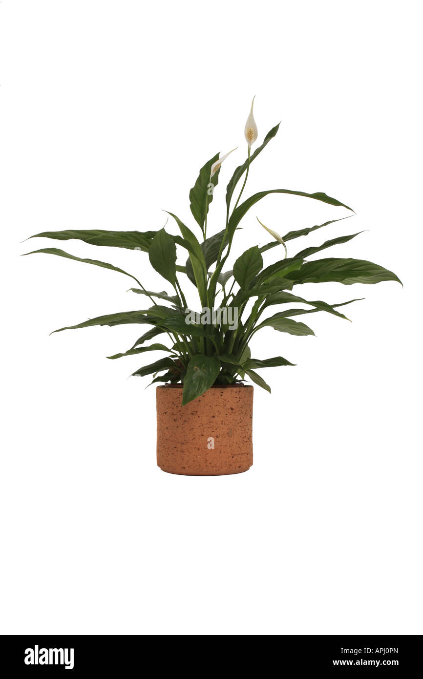 plant in a brown pot Stock Photo - Alamy