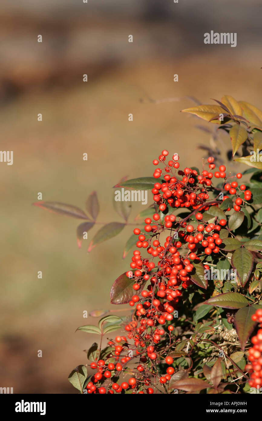 Leafy bush growing small red berries Stock Photo - Alamy