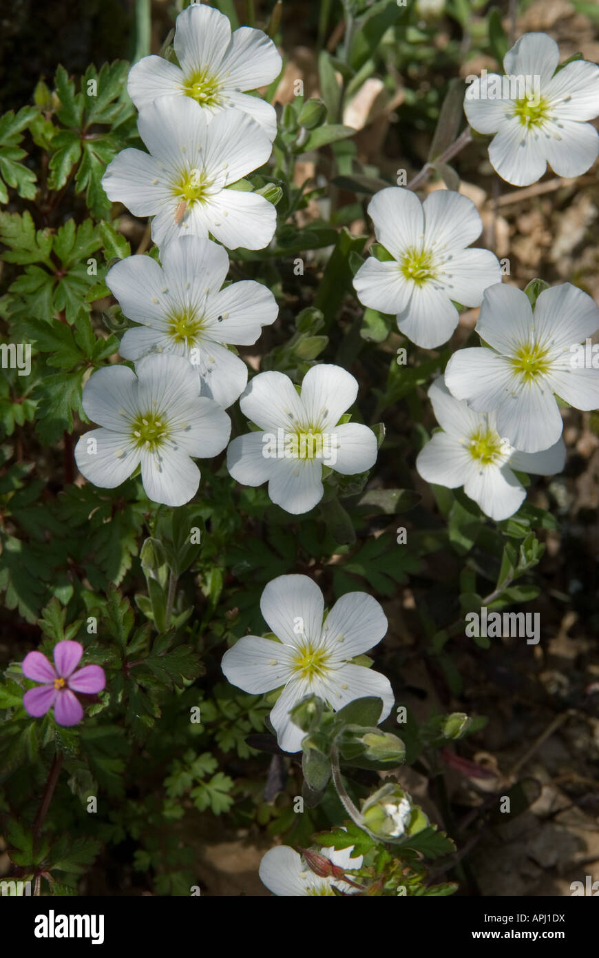 White Flax (Linum tenuifolium), flowering group Stock Photo - Alamy