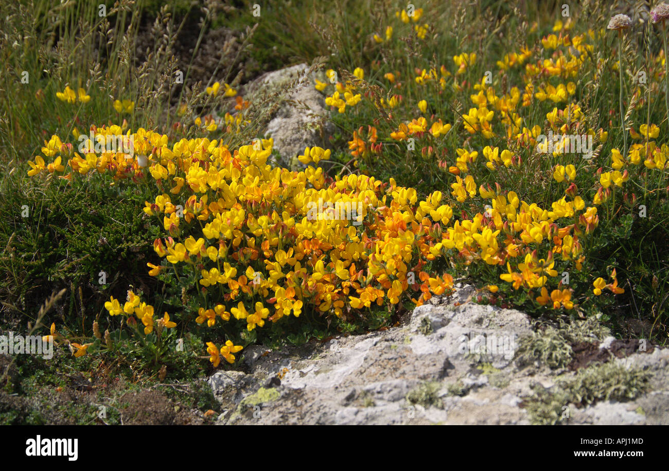 Trefoil island hi-res stock photography and images - Alamy