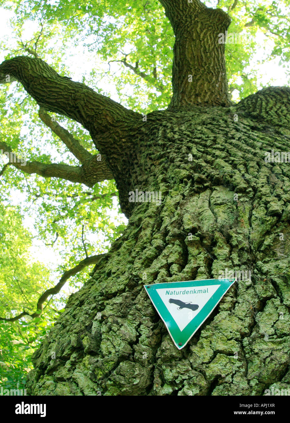 common oak pedunculate oak English oak Quercus robur sign natur ...