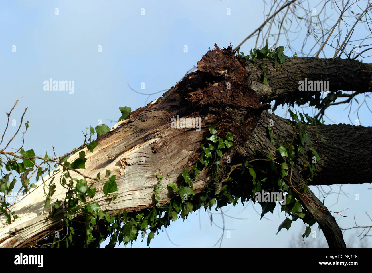 Tree damage Crack willow Salix fragilis Wind damage in a Nottingham ...