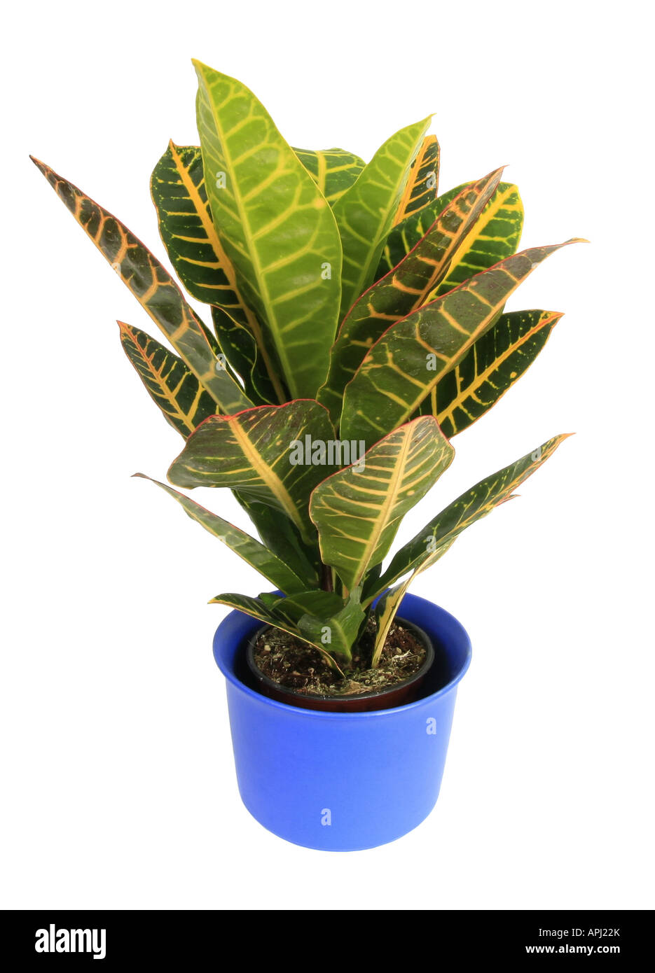 Croton Codiaeum variegatum var pictum plant in blue pot Stock Photo - Alamy