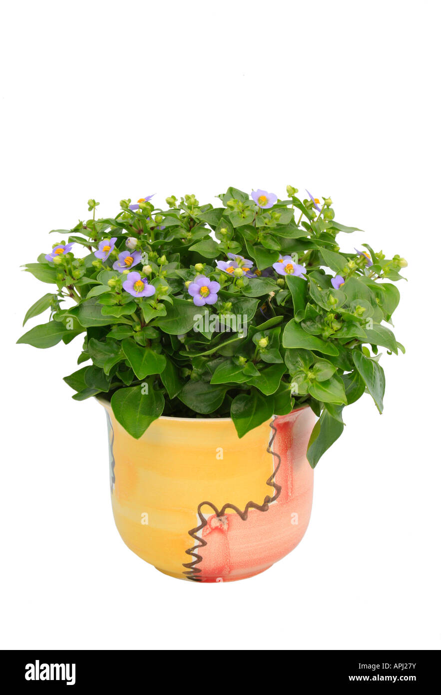 German Violet