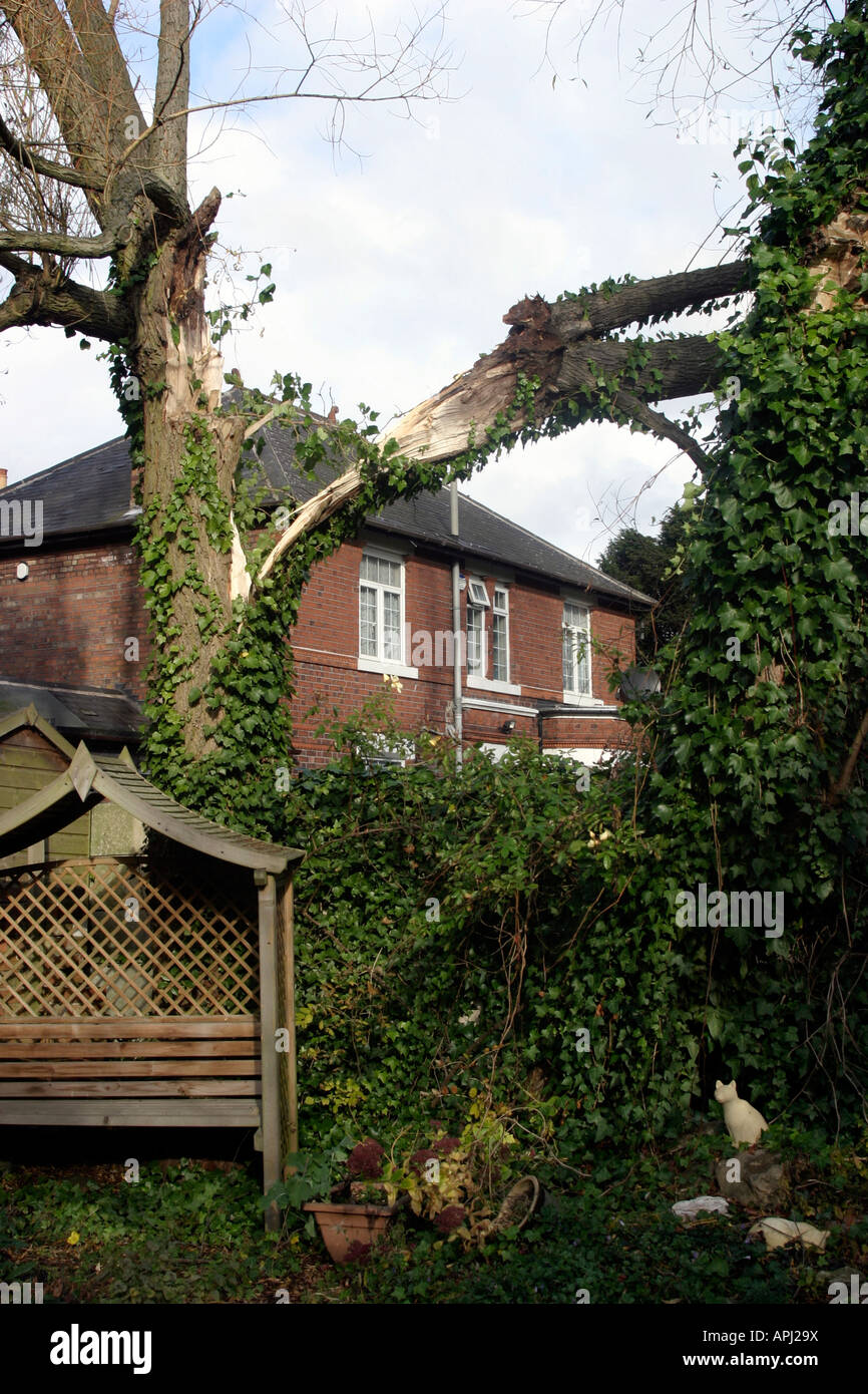 Tree damage White willow Salix alba./ Wind damage in a Nottingham ...