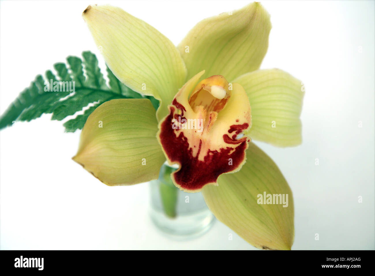 Orchid family orchidaceae hi-res stock photography and images - Alamy