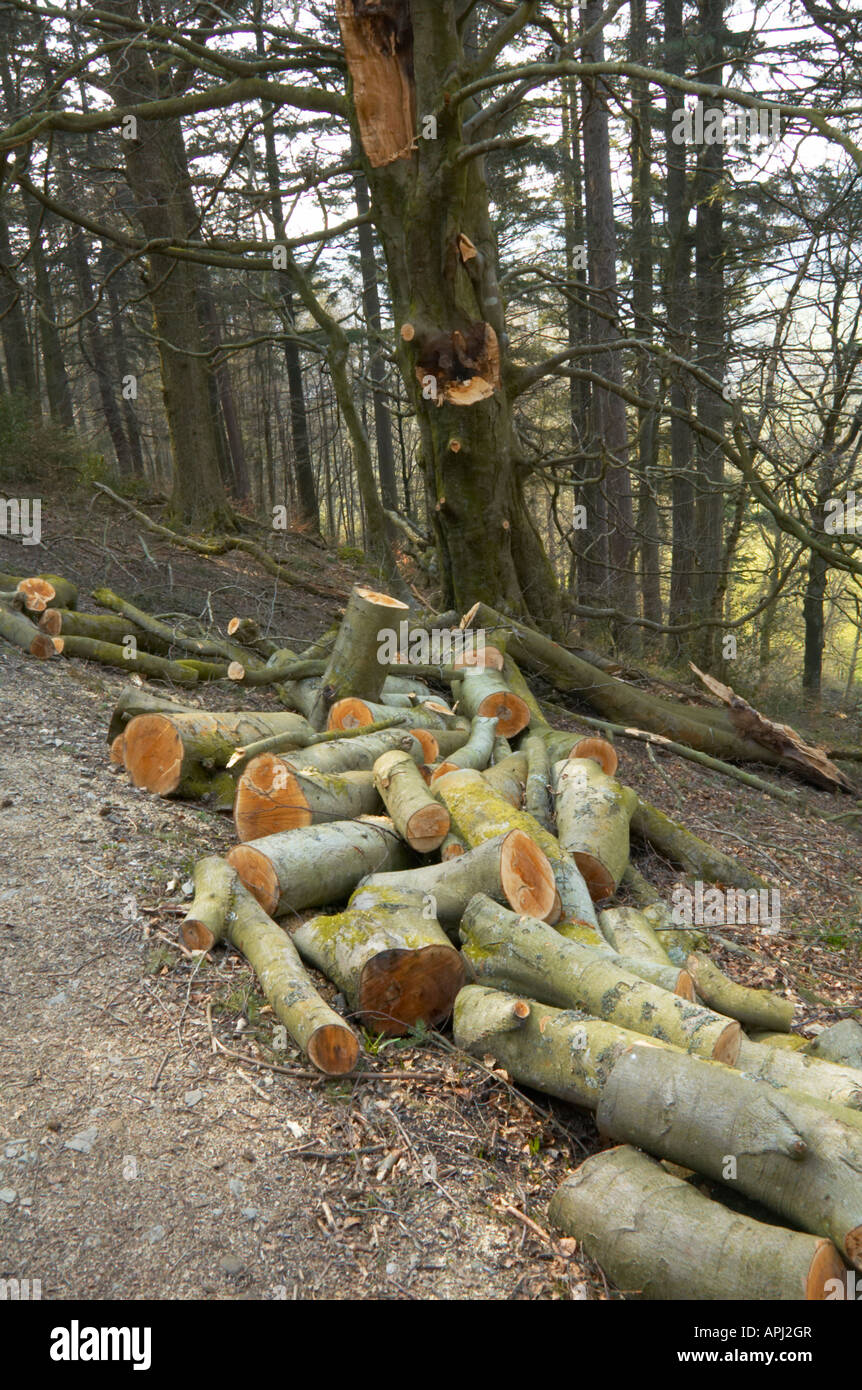 Deforestation england hi-res stock photography and images - Alamy
