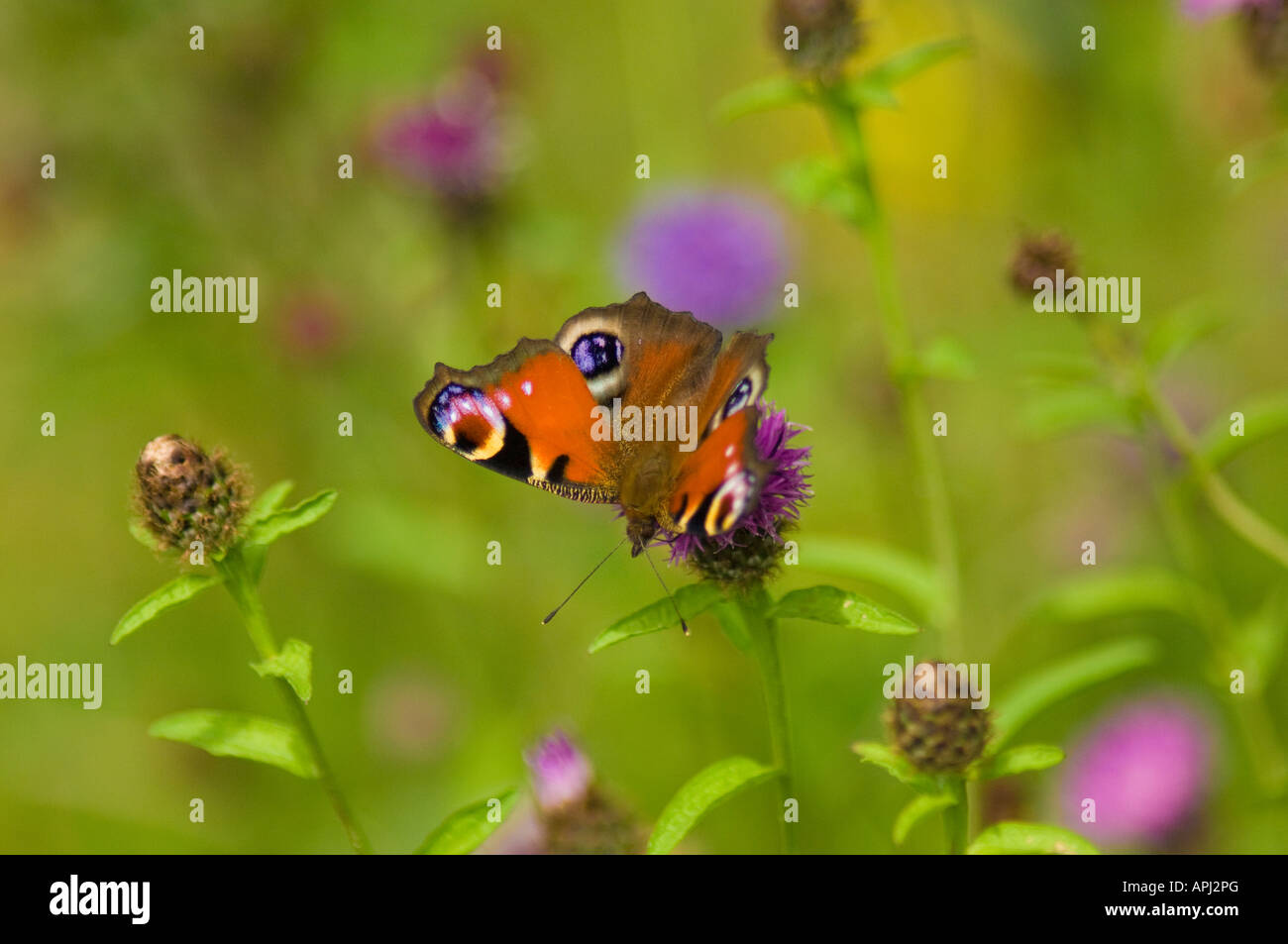 Peacock Butterfly Inachis io by Bassenthwaite Lake Lake District Stock ...