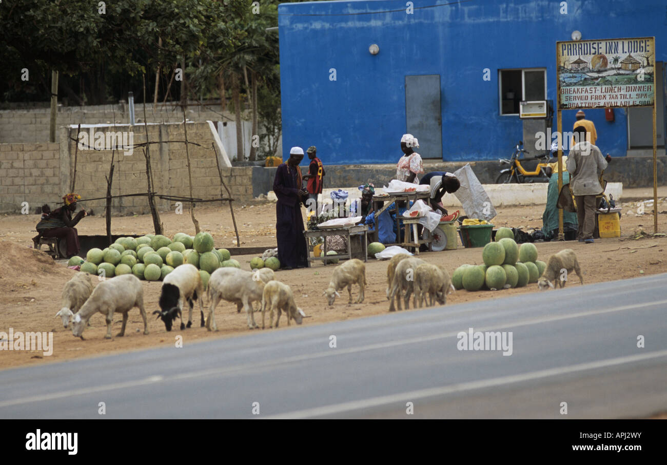 Goats and water melon for sale at the side of a main road in the Gambia ...