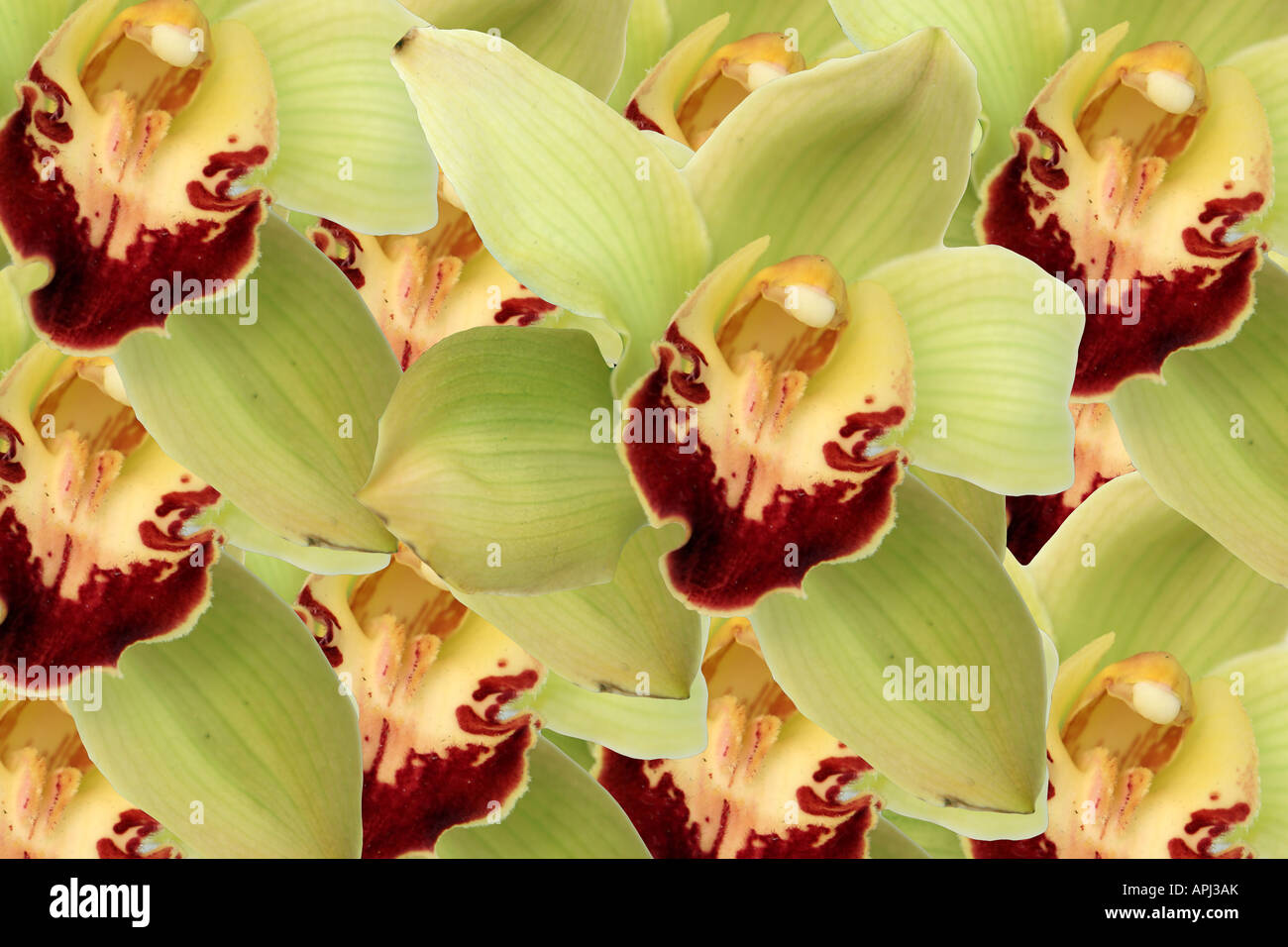 Orchidaceae orchid family hi-res stock photography and images - Alamy