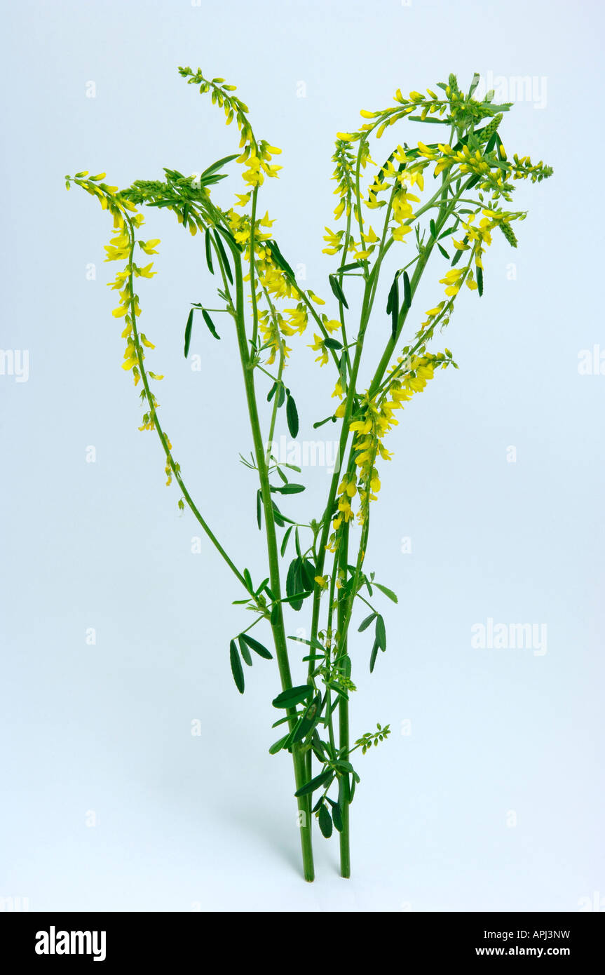 Yellow Sweet Clover, Yellow Melilot (Melilotus officinalis), flowering ...