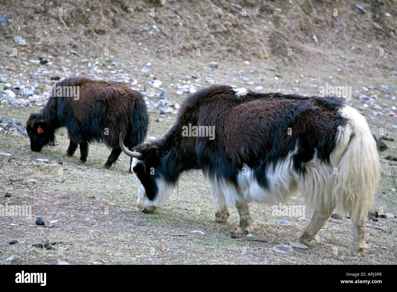 Ledar hi-res stock photography and images - Alamy