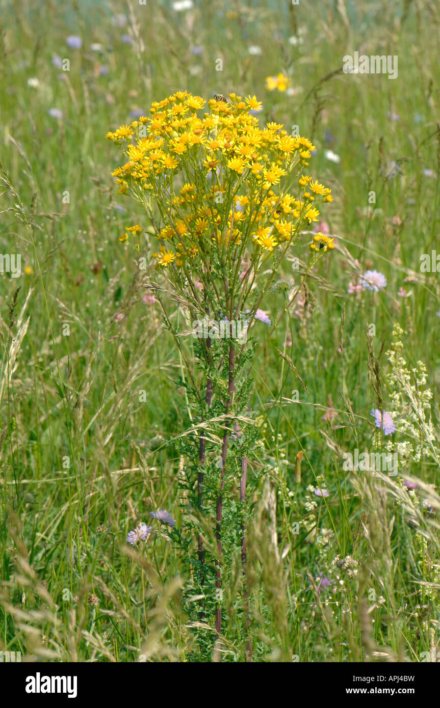 Common Ragwort Jacobea Staggerwort (Senecio jacobaea) flowering Stock ...