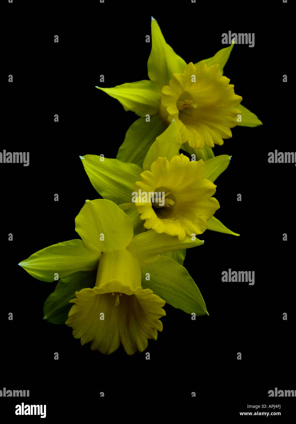 Dafodil Cut Out Stock Images & Pictures - Alamy