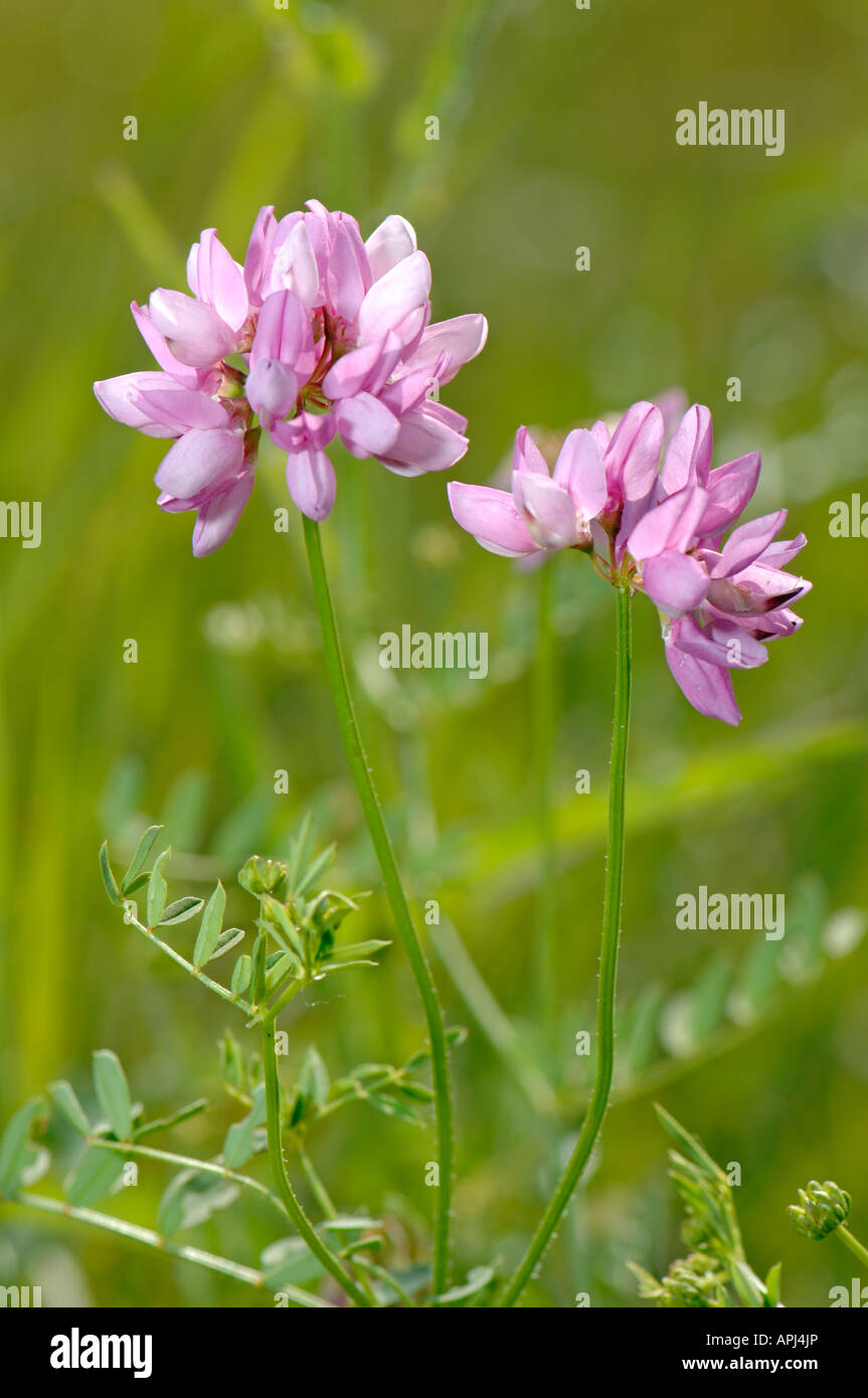 Trailing Crown Vetch (Coronilla varia, Securigera varia), flowers Stock ...
