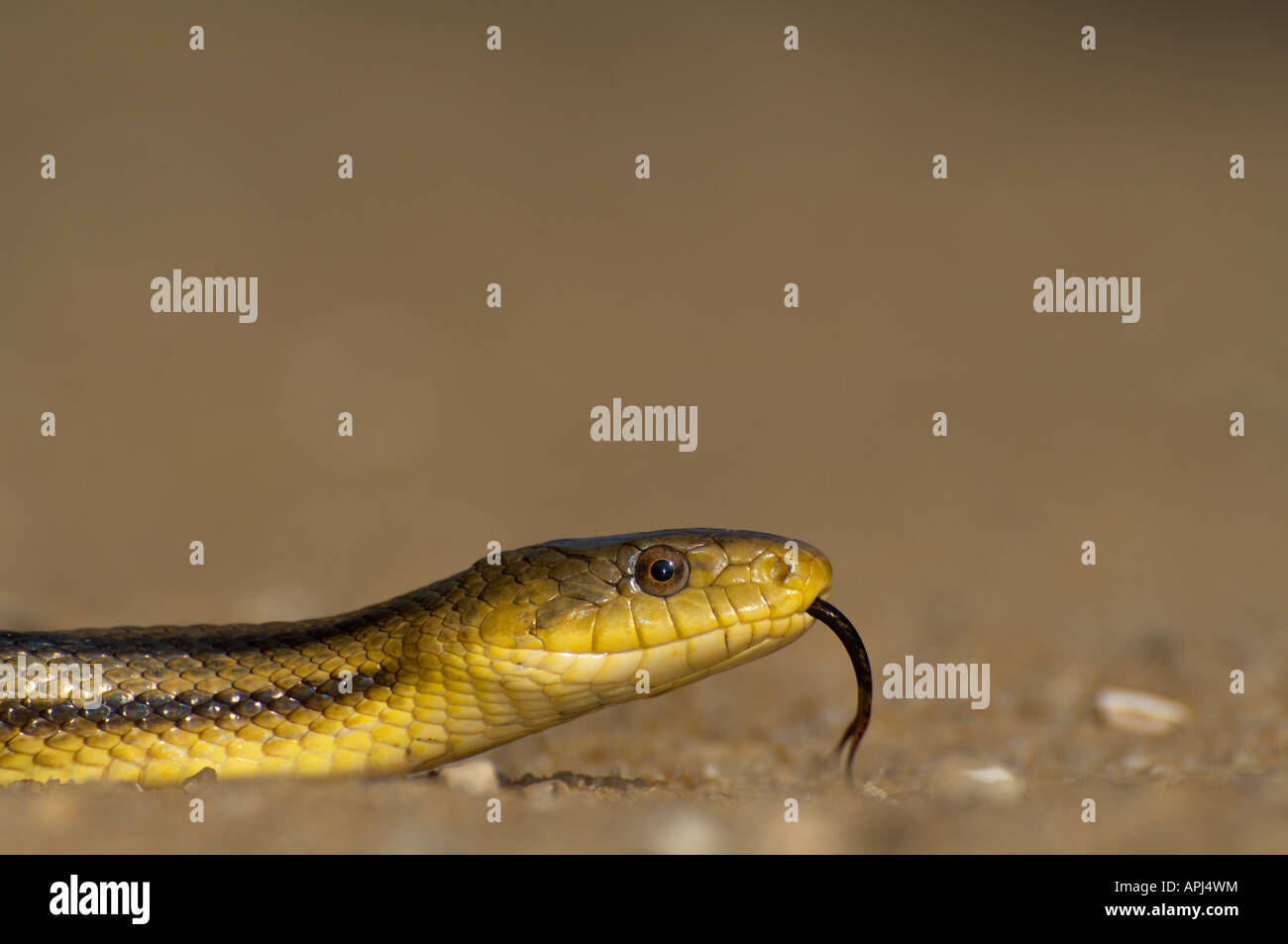 Yellow Rat Snake Stock Photo - Alamy