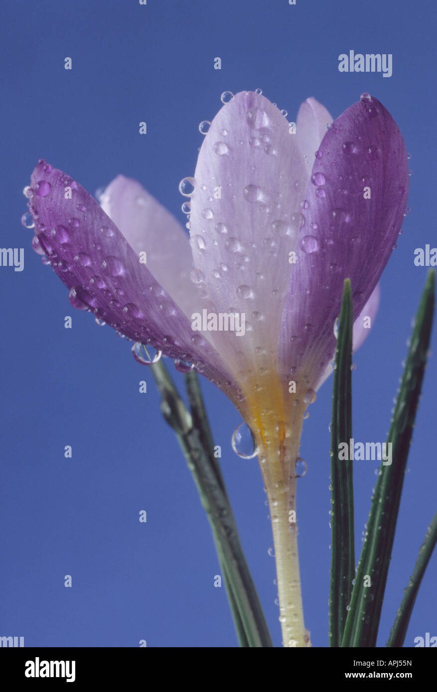 Crocus biflorus subsp. tauri. Close up of light and dark blue spring ...