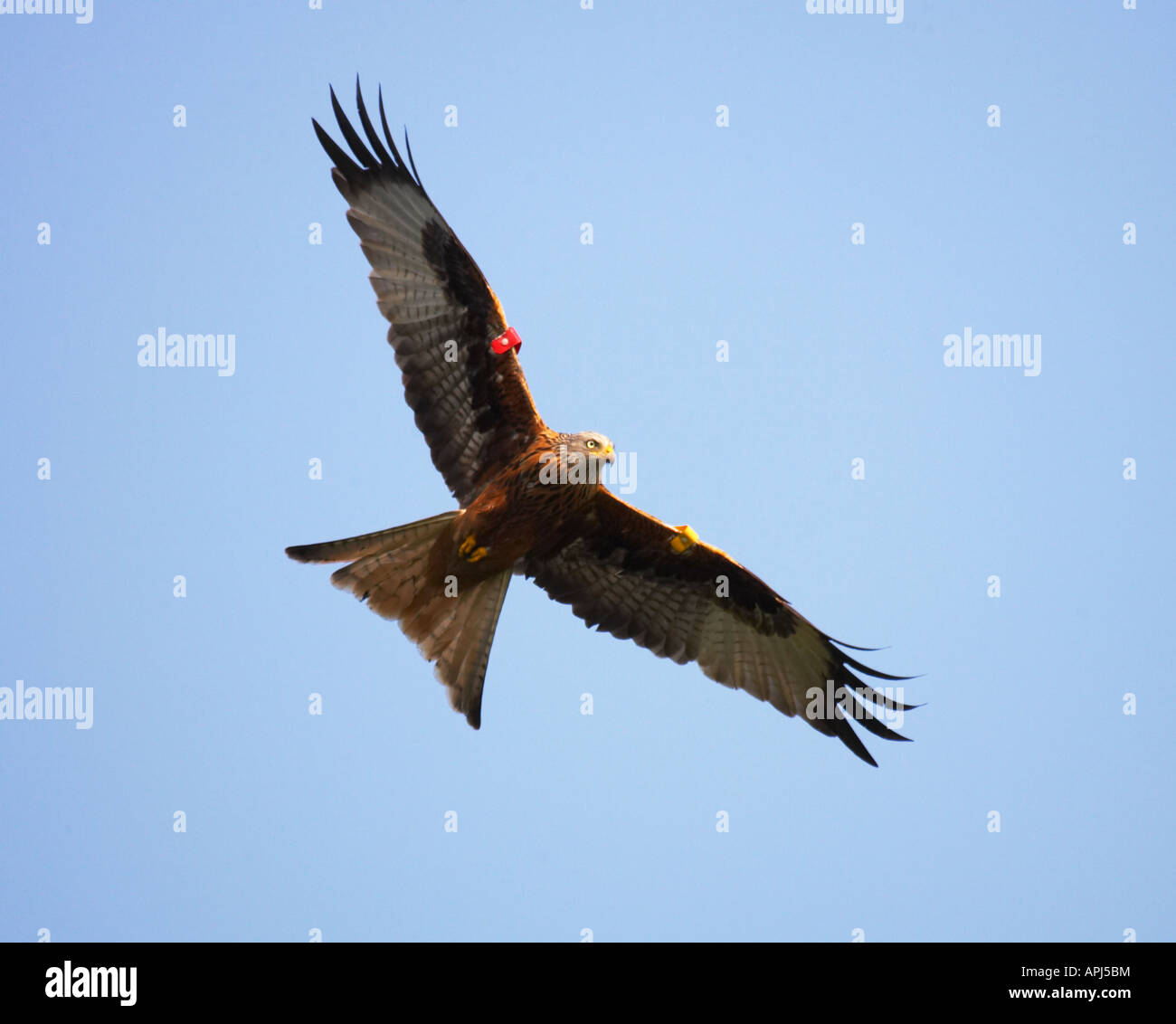 Red kite with wing tags showing area and age Stock Photo - Alamy