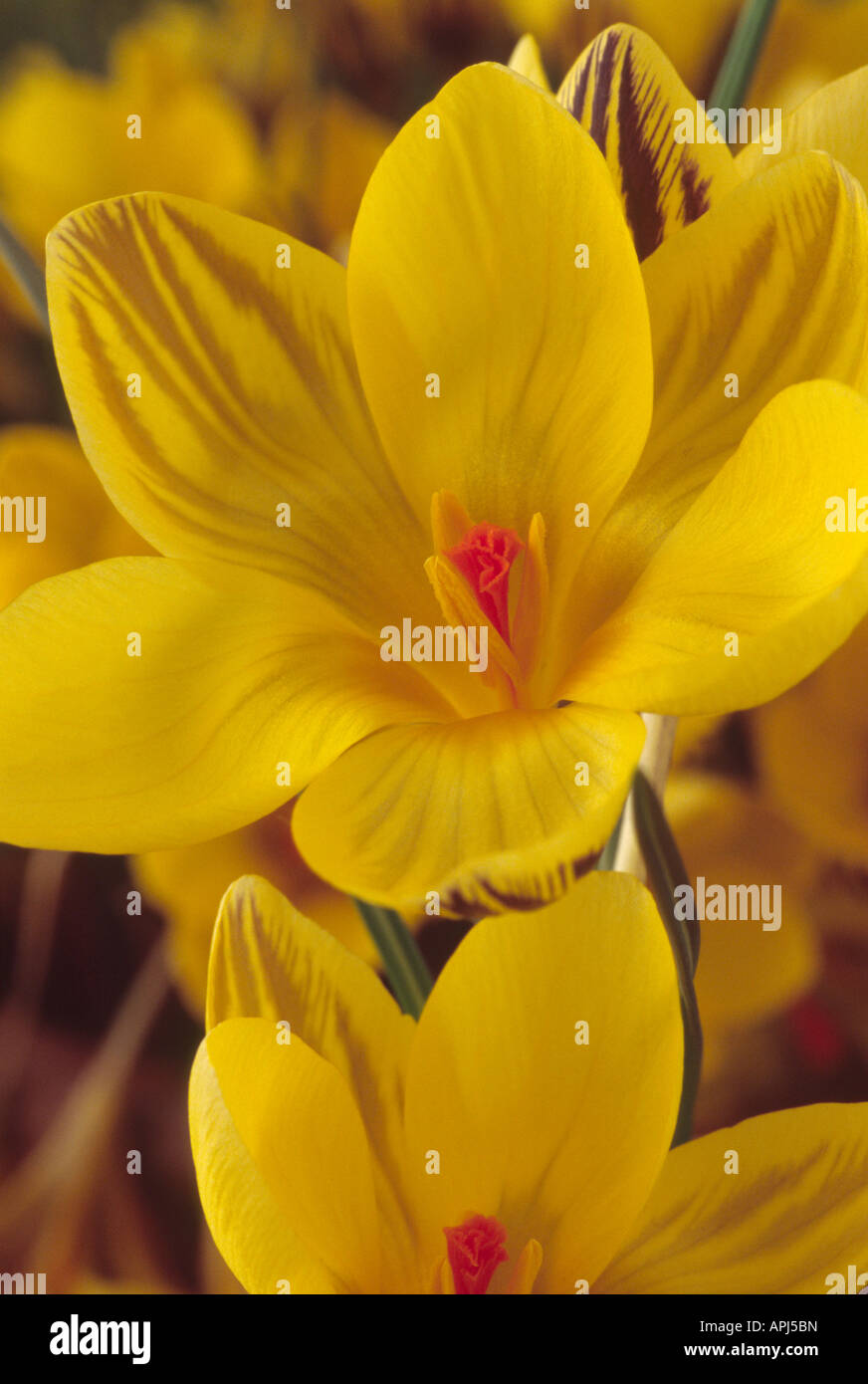 Crocus chrysanthus gipsy girl close hi-res stock photography and images ...