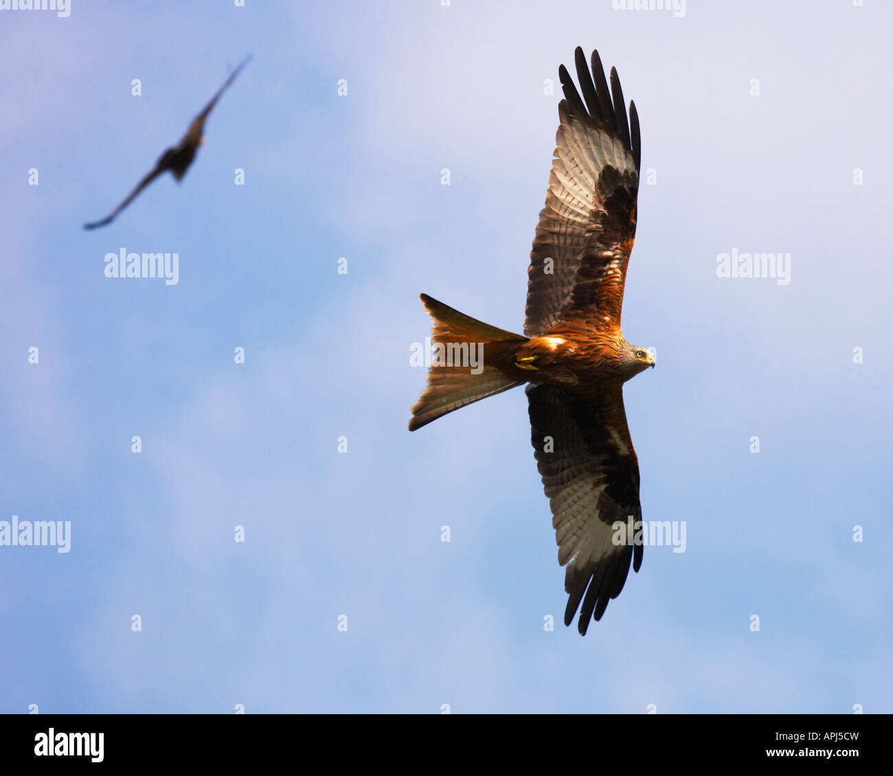 Pair of red kites soaring in the countryside Stock Photo - Alamy
