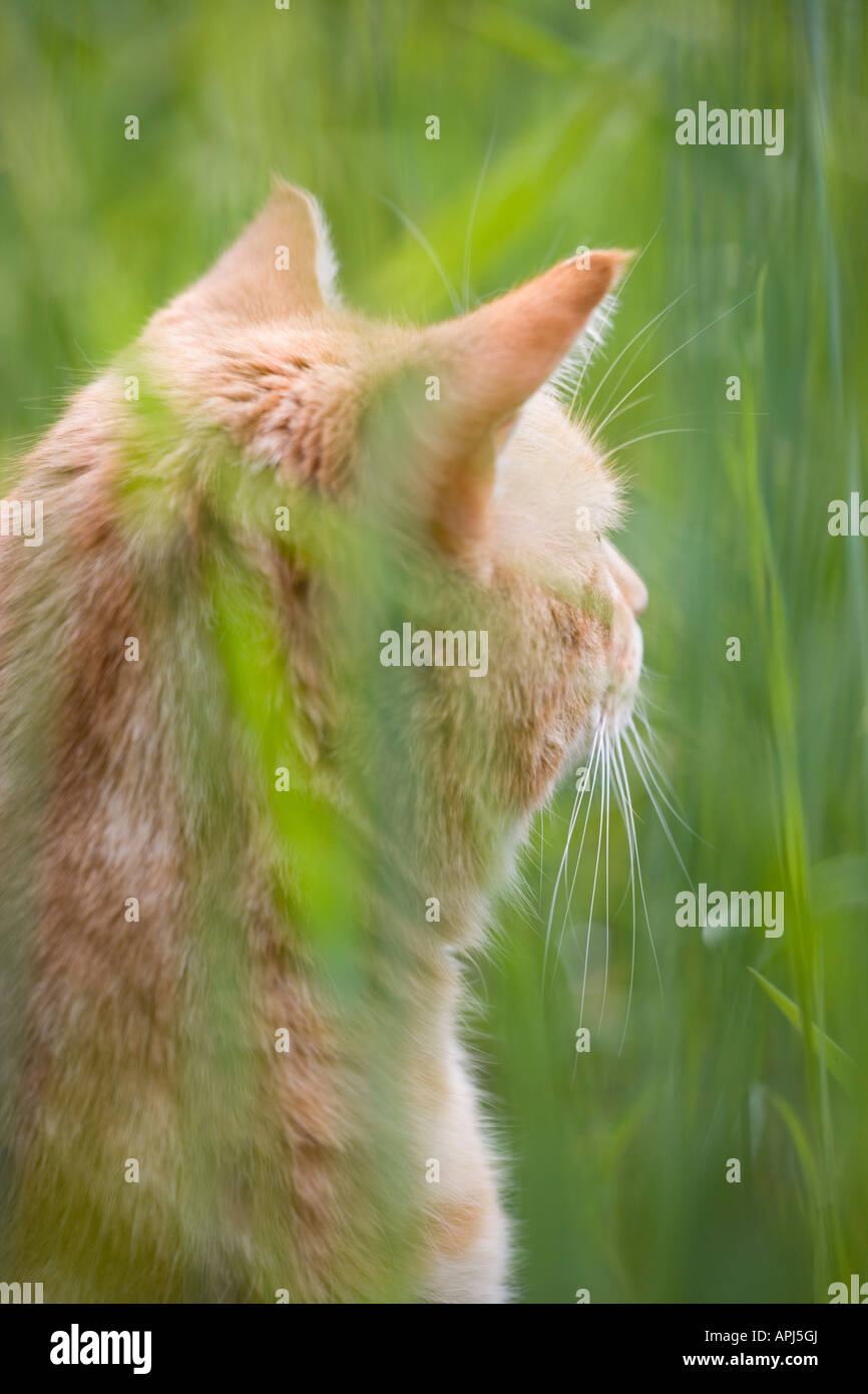 Ginger cat hunting hi-res stock photography and images - Alamy